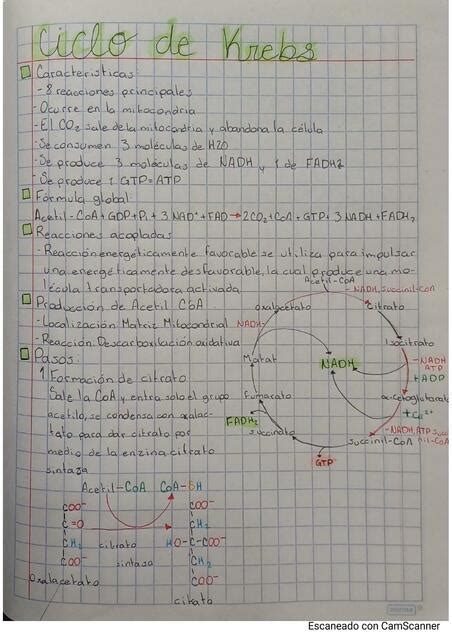 Glucolisis Y Ciclo De Krebs Ana López Udocz Glucolisis Y Ciclo De Krebs Ana López Udocz