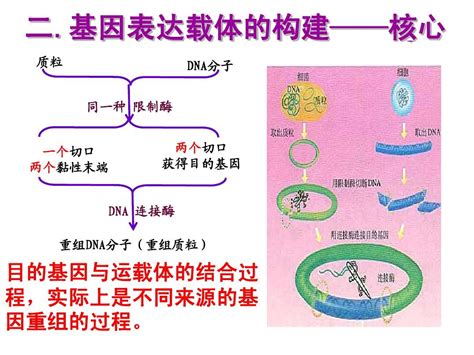 12基因工程的基本操作程序word文档在线阅读与下载无忧文档