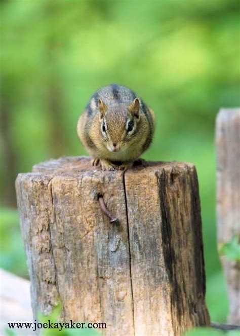 Chipmunk Basic Game Directserre