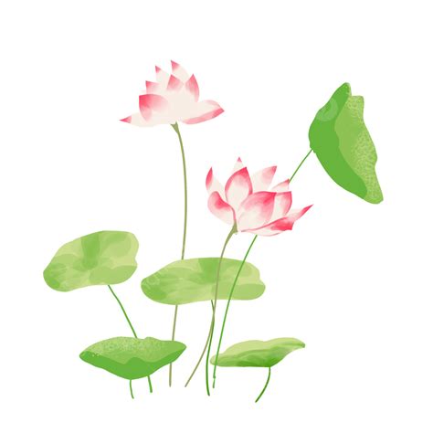 연분홍 연꽃 일러스트 가지 라이트 핑크 로터스 신선한 꽃 Png 일러스트 및 Psd 이미지 무료 다운로드 Pngtree