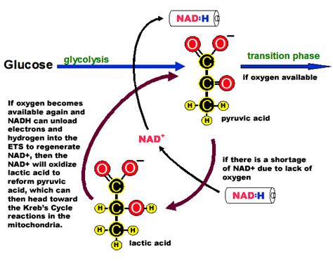 Lactic Acid Page 1