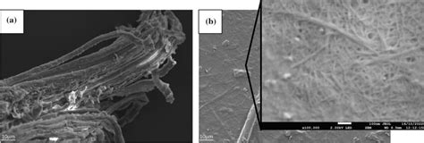 Sem Micrographs Of A Cellulose With The Scale Bar Of 10 µm B Cellulose