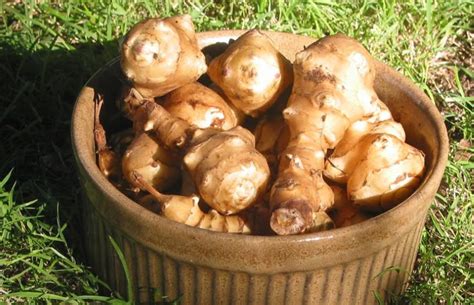 მიწავაშლა მძიმე დაავადებების წინააღმდეგ 10 ეფექტური რეცეპტი