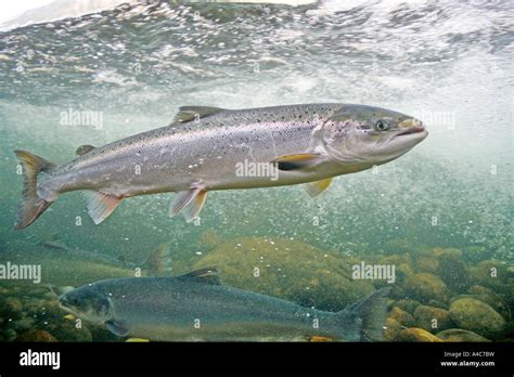 Salmo Salar Salmon At Ralph Livingston Blog