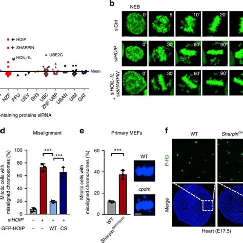 The Linear Ubiquitin Ligase Complex Lubac Is Required For Mitotic Download Scientific Diagram