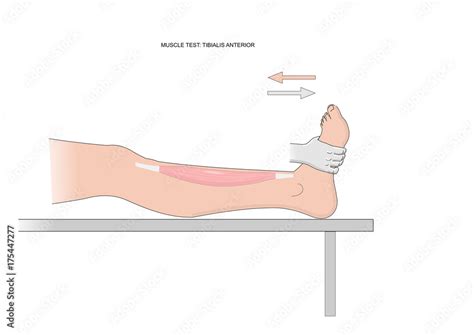 Muscle Test Of The Tibialis Anterior Test Used In Kinesiology