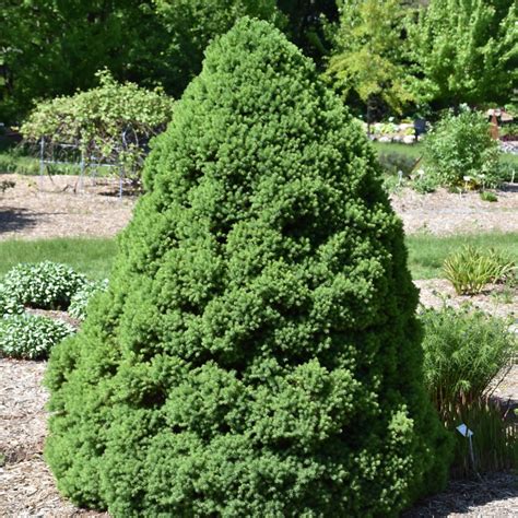 Dwarf Alberta Spruce Platt Hill Nursery