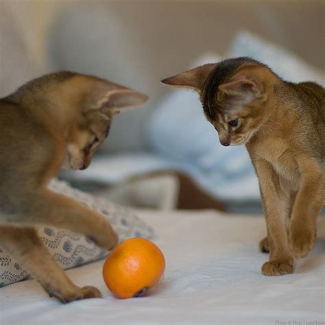 Clementine Kittens Playing On Bed