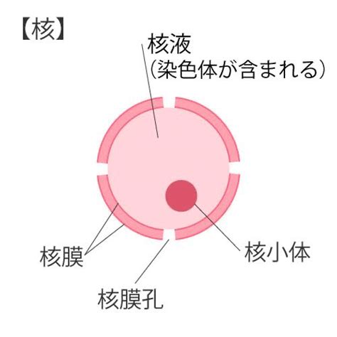 【解説】細胞の構造と働きについて｜江戸っ子