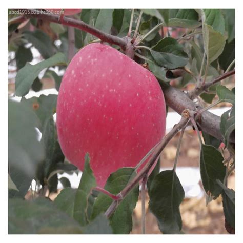 Apple Image In Complex Environment A Single Fruit B Multiple Download Scientific Diagram