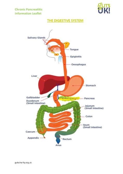 Guts Uk Chronic Pancreatitis Leaflet