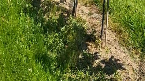 Grass Vs Nongrass Semantic Segmentation Dataset By Grasstest1