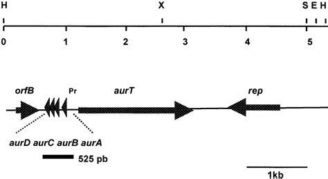 Genetic Organisation Of The 5 2 Kb Hindiii A Fragment Of Plasmid Prj6 Download Scientific