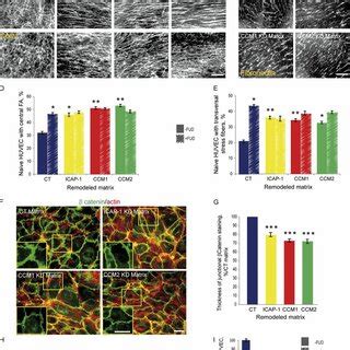 Defective ECM Organization Increases Cellular Tension And Decreases Download Scientific Diagram
