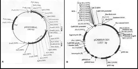Restriction Maps Of Plasmid Vectors Used In Construction Of