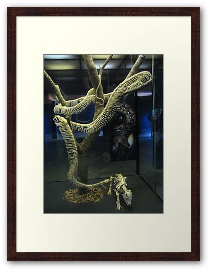 Reticulated Python Skeleton By Marilyn Harris Redbubble