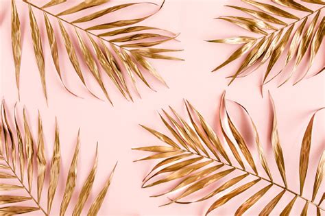 분홍색 배경에 금 열대 야자수 잎 플랫 레이 탑 뷰 최소 개념 0명에 대한 스톡 사진 및 기타 이미지 0명 경관 금 금속 Istock