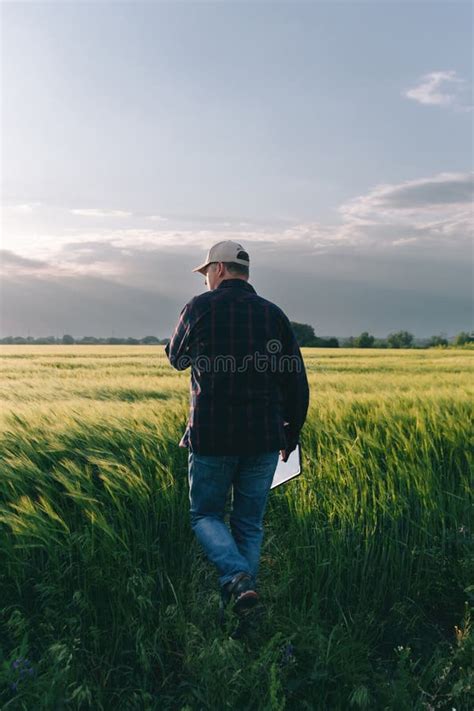 Checking The Yield Of Grain Crops At Sunset Man Conducts Experiments In Field Conditions Stock