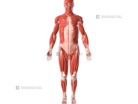 Muscular System Biodigital Anatomy