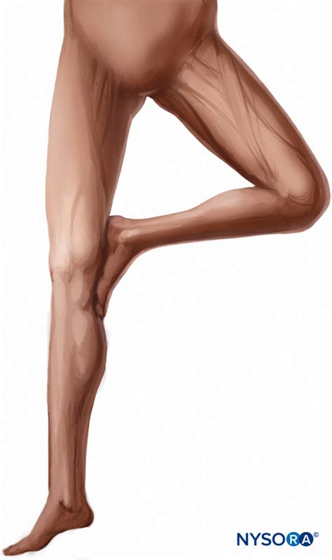 Obturator Nerve Block Landmarks And Nerve Stimulator Technique Nysora