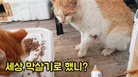 아들 잃었다고 싸움박질로 살아가는 아빠 고양이 Youtube