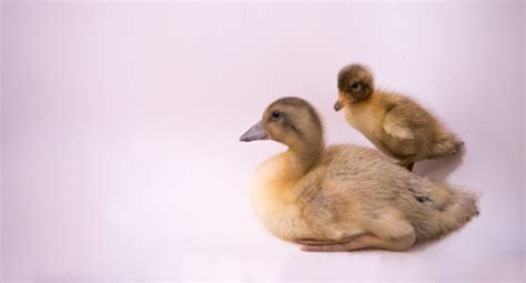 Welsh Harlequin Ducklings Sex By Bill Backyard Chickens Learn How To Raise Chickens