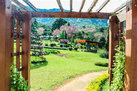 무료 이미지 알비자 아시아 사람 배경 큰 식물학 분기 선명한 부시 천개 수집 생태학 환경 상록수 들 개화 잎 숲 신선한 녹색 성장