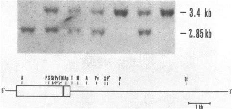 Fig Partial Restriction Map From The 3 End Of The Ldl Receptor Gene