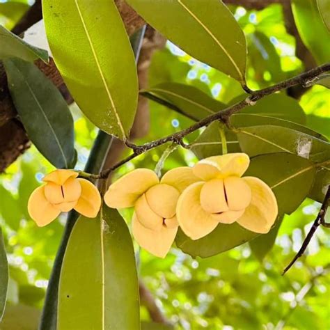 ផ្ការំដួល