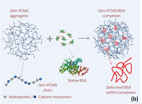 Tuning The Solution Organization Of Cationic Polymers Through
