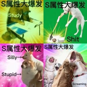 S属性大爆发 Study表情包图片gif动图 求表情网 斗图从此不求人