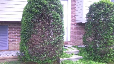 Trimming A Pine Tree