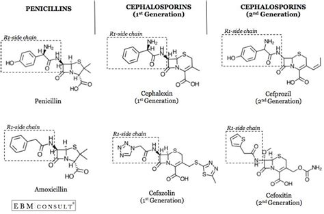 Understanding Allergic Reactions Penicillin And Cephalosporin Cross