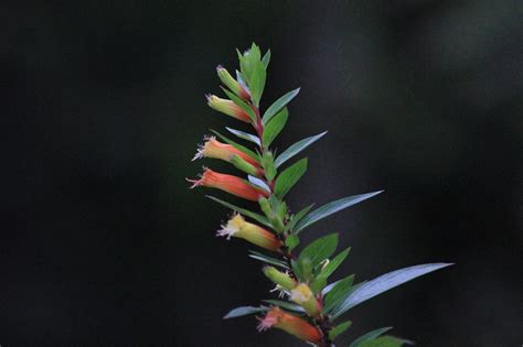 30 Free Candy Corn And Candy Corn Images Pixabay