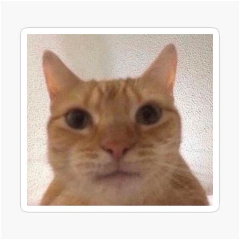 Orange Cat Energy Meme At Rosetta Cogan Blog