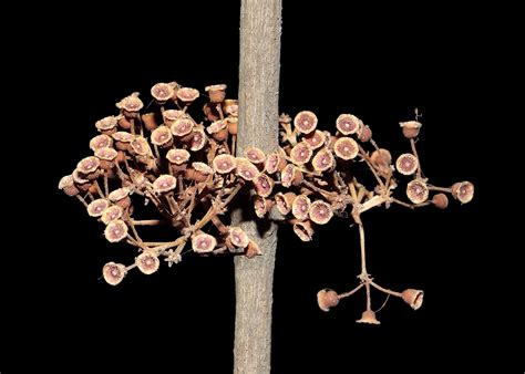 Memecylon Umbellatum Eflora Of India