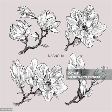 잉크 연필 잎 및 꽃 목련의 격리 라인 아트 투명 배경입니다 손으로 그린 자연 그림 프리 핸드 스케치 그림입니다 목련 온대 식물에 대한 스톡 벡터 아트 및 기타 이미지