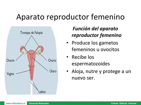Aparatos Reproductores Masculino Y Femenino Pptx