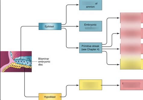 Devlopment Round 2 Diagram Quizlet