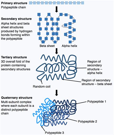 Protein Structure Amino Acids Primary Teachmephysiology