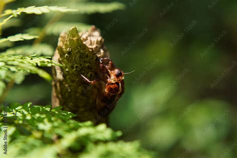 Cicada Shell In Jungle In Thailand Stock Photo Adobe Stock