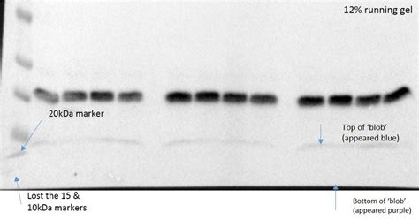 Dye Front Is Separating Into A Blob Blue On Top Purple On Bottom