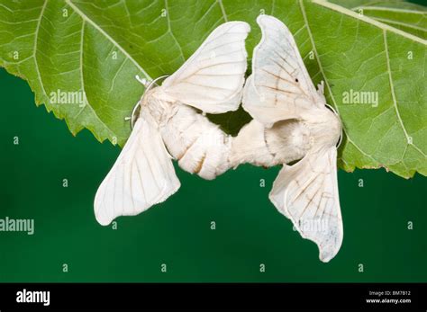 Silkworms Moth At Eliseo Gonzalez Blog