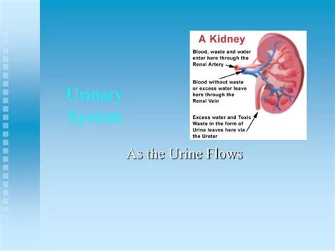 ppt urinary system powerpoint presentation free download id 2999836