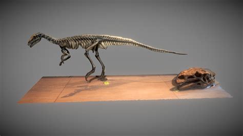 Coelophysis Bauri Download Free 3d Model By Gm3dscan 8ff7660