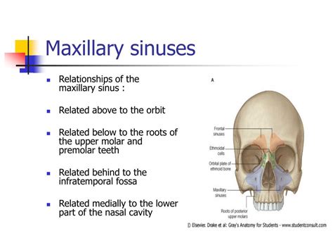 Ppt The Nasal Cavity Powerpoint Presentation Free Download Id 5535921