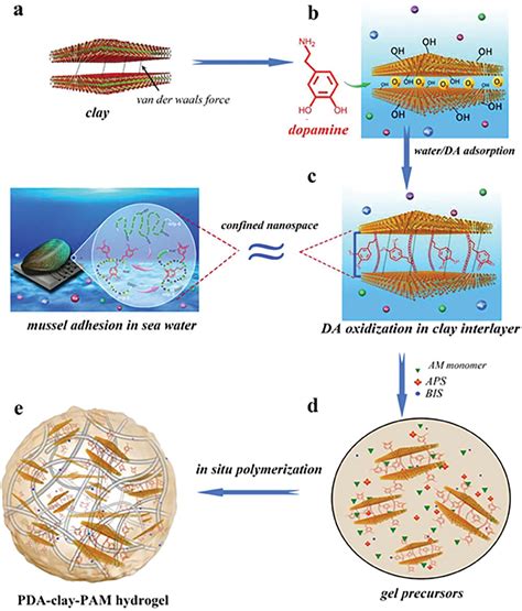 Polydopamine‐enabled Biomimetic Surface Engineering Of Materials New