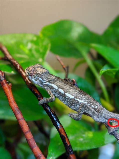 Sex My Chameleon Chameleon Forums