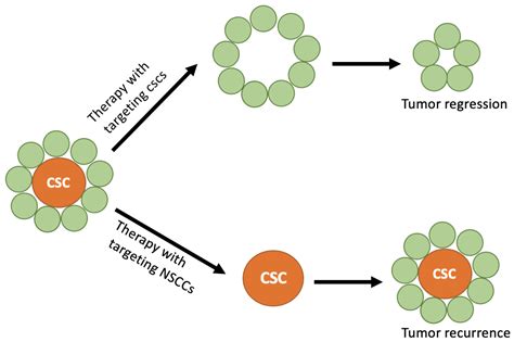 Fractal Fract Free Full Text On Fractional Order Model Of Tumor Growth With Cancer Stem Cell