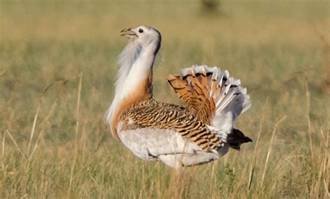 What Are Bustards Eurasian Bustard Alliance